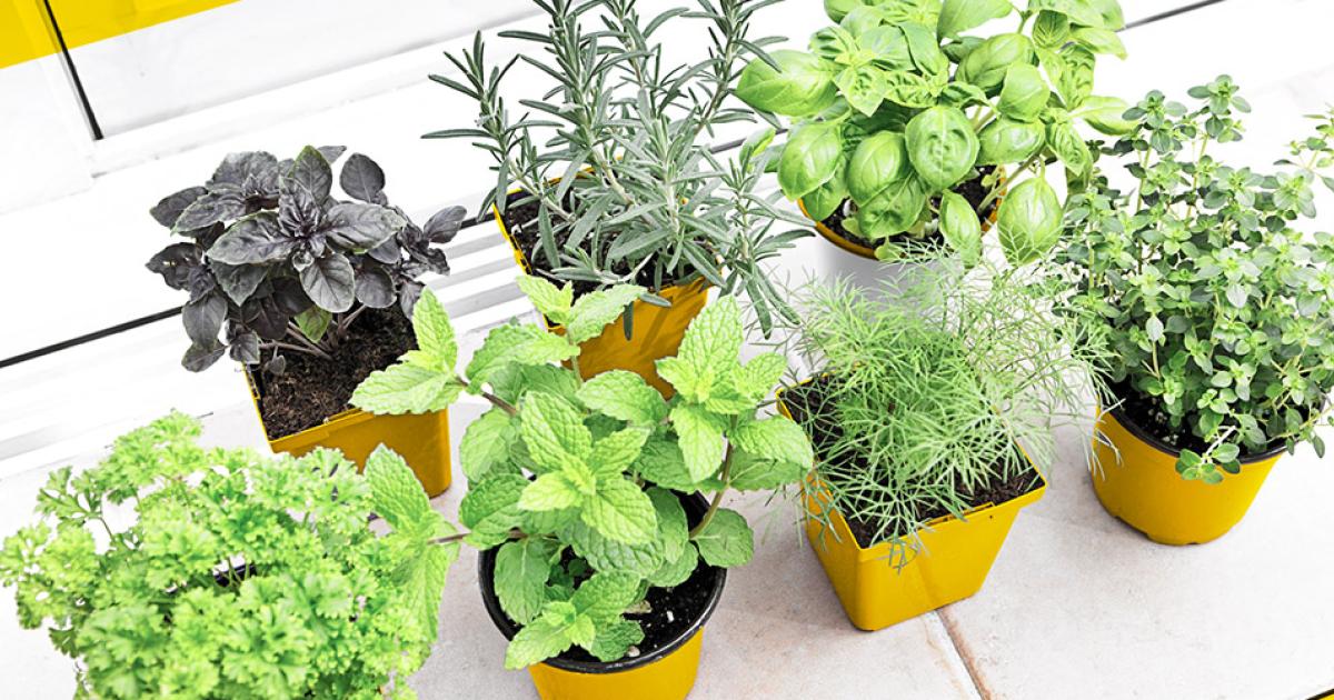 Your Herb-filled Summer - 5 key steps to growing amazing herbs ...