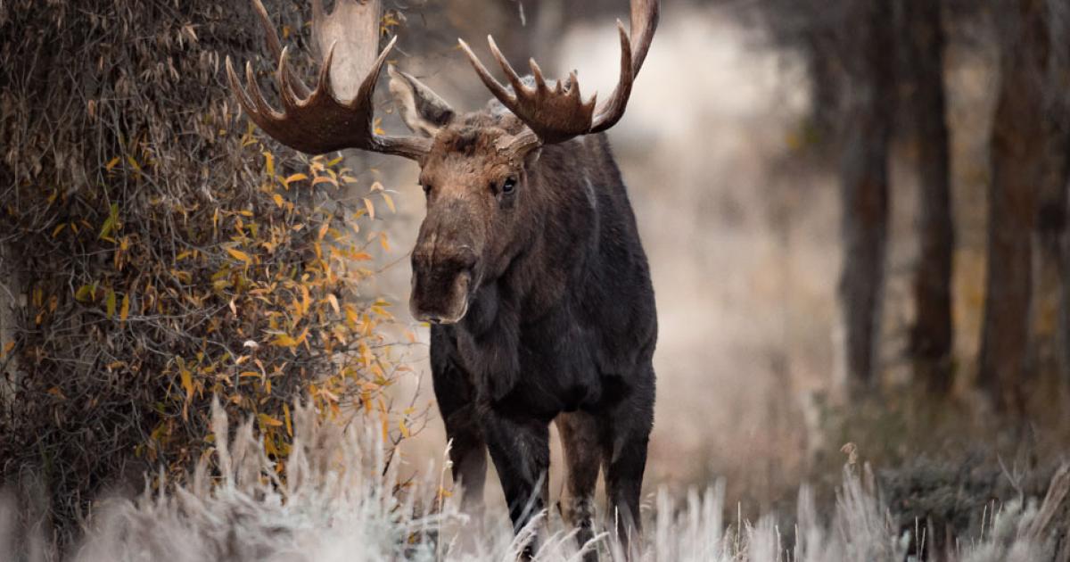 Le petit guide de la chasse au Québec | Promutuel Assurance
